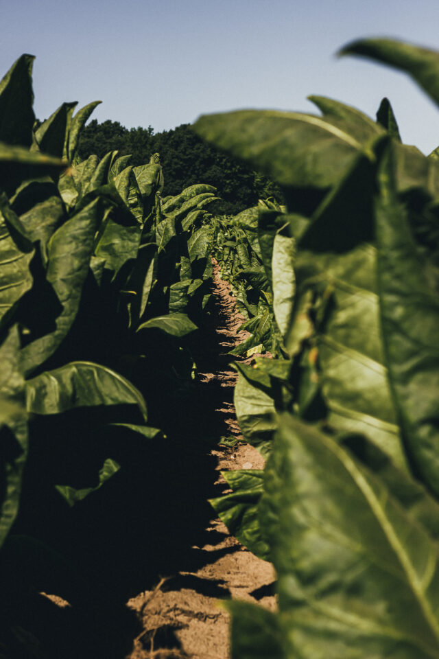 Drew Estate’s Connecticut Barn Smoker 2022 - The Estate Strikes Back ...